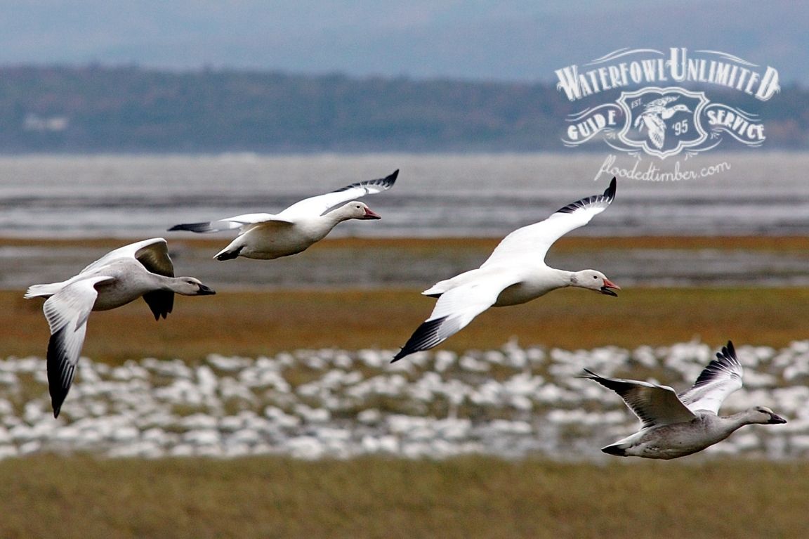 Vital Snow Goose Hunting Tactics You Need to Know | Reelfoot Lake Duck ...