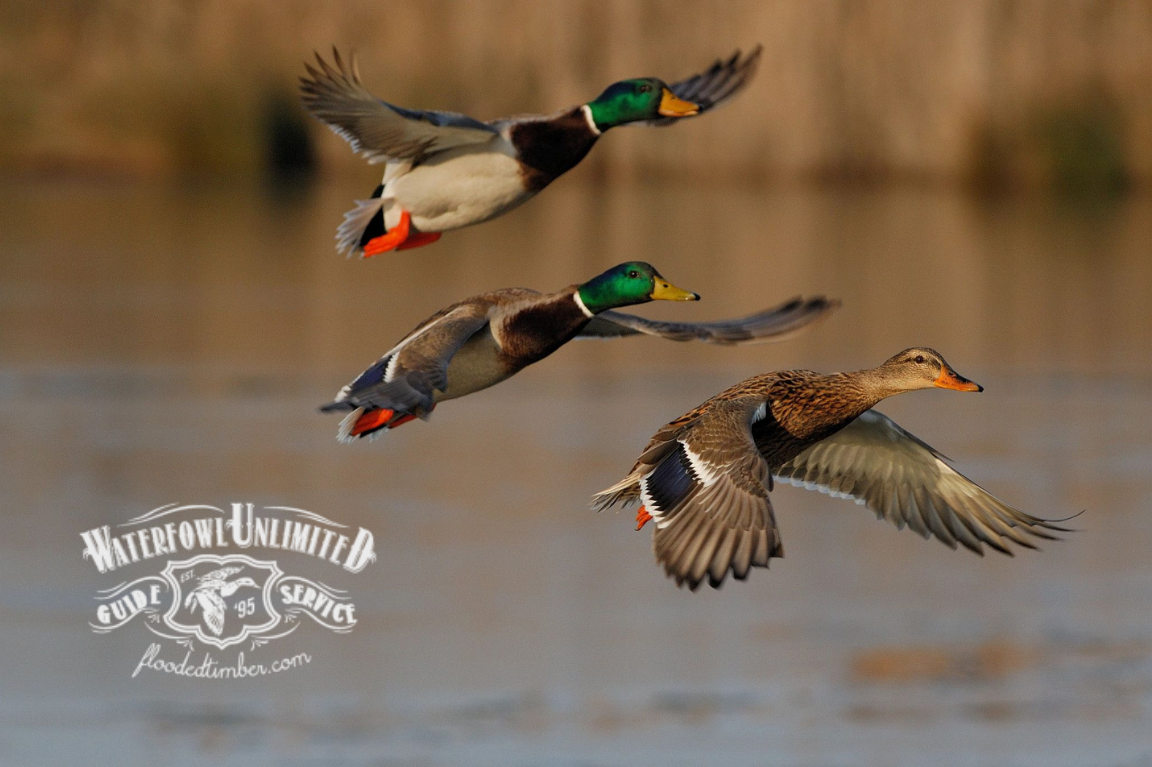 Avoid These Waterfowl Hunting Habits | Reelfoot Lake Duck Hunting Guide