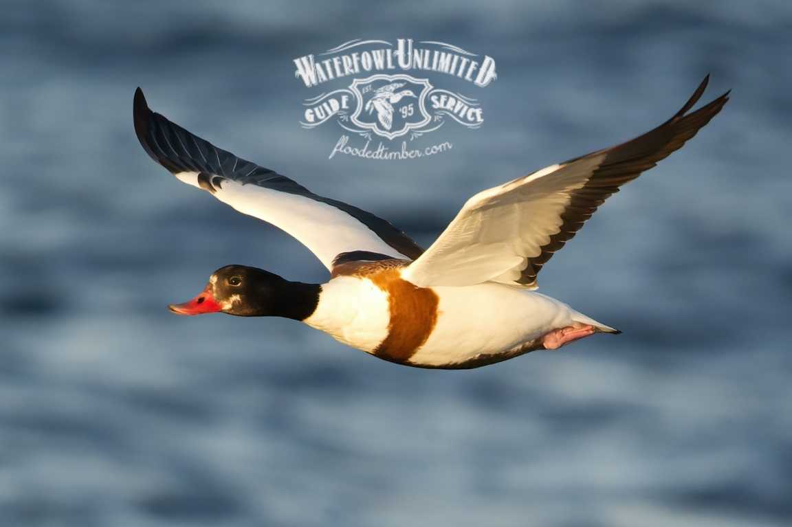 Essential Off-Season Projects for Waterfowlers | Flooded Timber