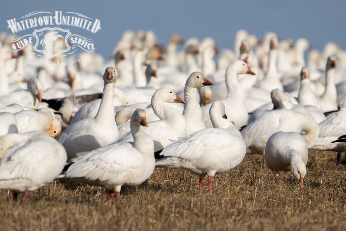 Where to Find Snow Geese | Reelfoot Lake Duck Hunting Guide